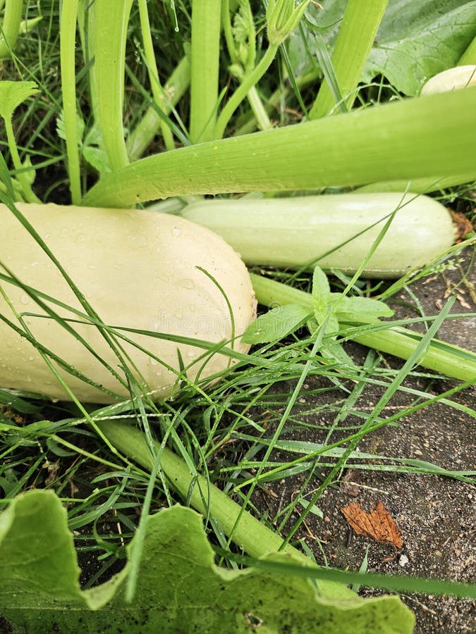 Zucchini Plant Growing in the Garden, Organic Vegetables Stock Photo ...