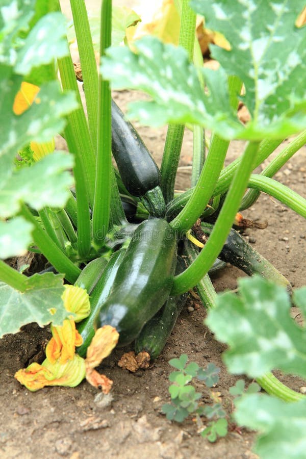 Zucchini Plant from Small Farm Stock Photo - Image of italian ...