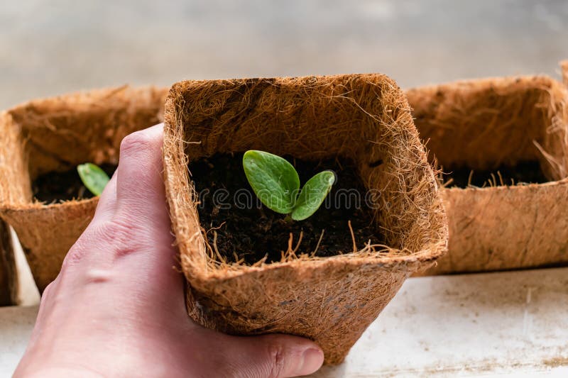 Zucchini Seed Which Has Sprout in Biodagradable Pot, Zero Waste and ...