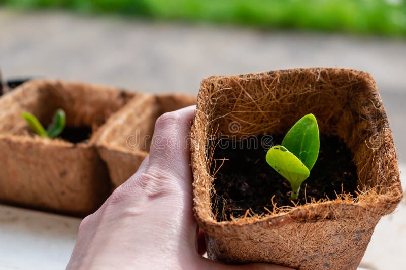 Zucchini Seed Which Has Sprout in Biodagradable Pot, Zero Waste and ...