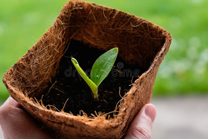 Zucchini Seed Which Has Sprout in Biodagradable Pot, Zero Waste and ...