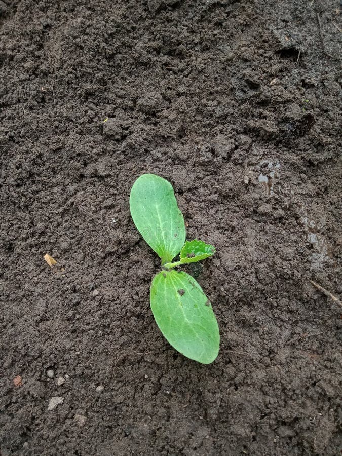Zucchini Seedlings Planted in the Ground. Gardening Stock Photo - Image ...