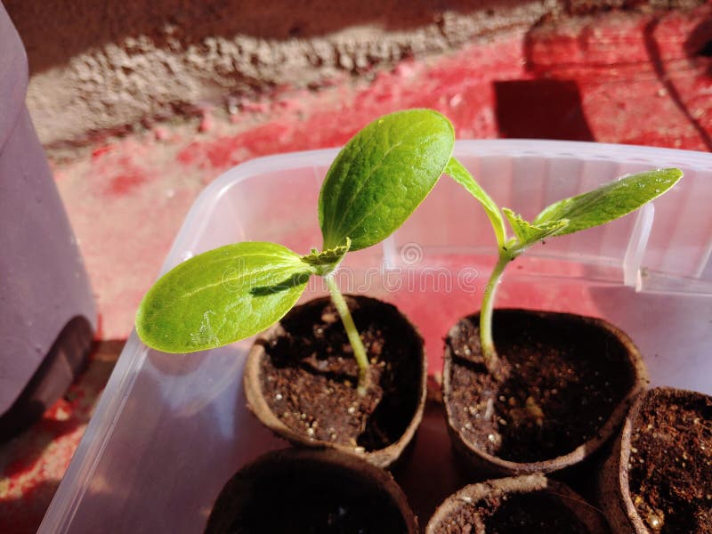 Zucchini Sprouts Growing from Biodegradable Starter Pots Stock Image ...