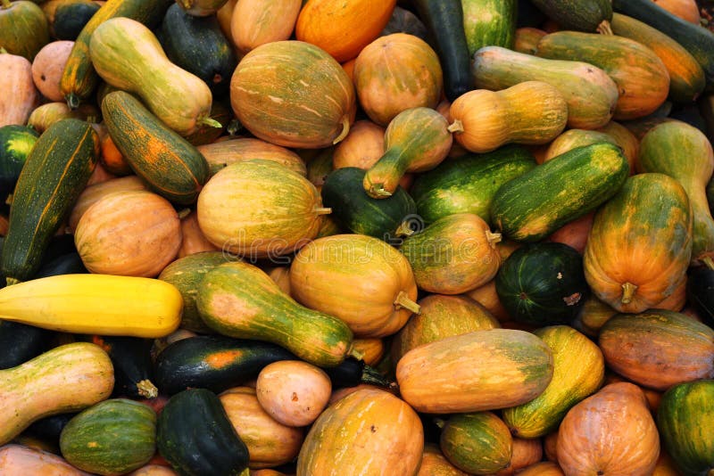Squash Crop in Fruiting Stage Stock Image - Image of yield, flowering ...