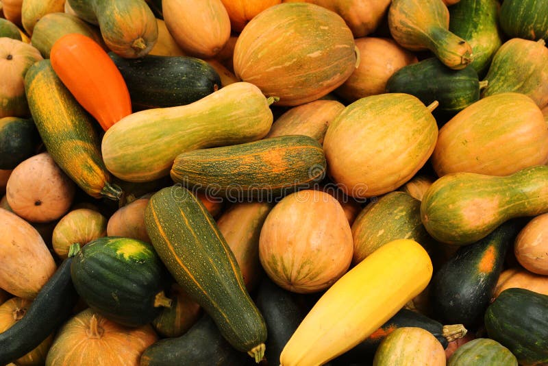Squash Crop in Fruiting Stage Stock Image - Image of yield, flowering ...