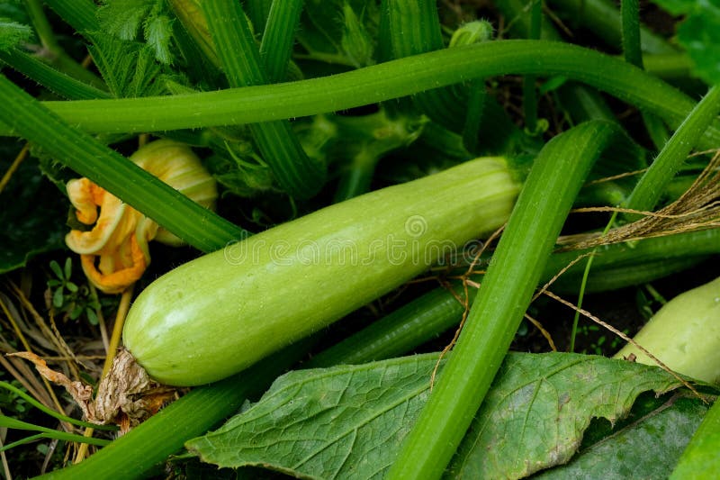 Zucchini Squash Ripe for Harvestgrow on a Bush on the Ground. Stock ...