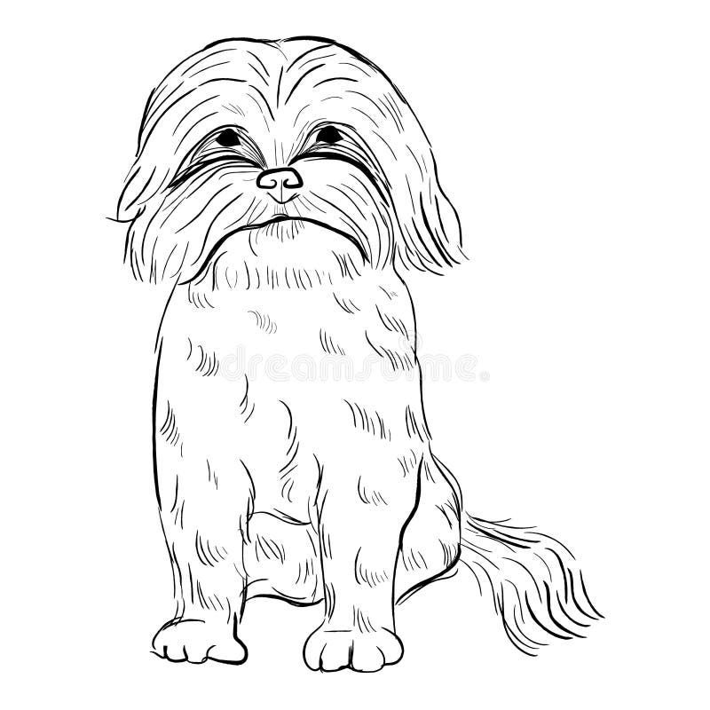 Zuchon Dog Isolated on White Background Stock Vector - Illustration of ...