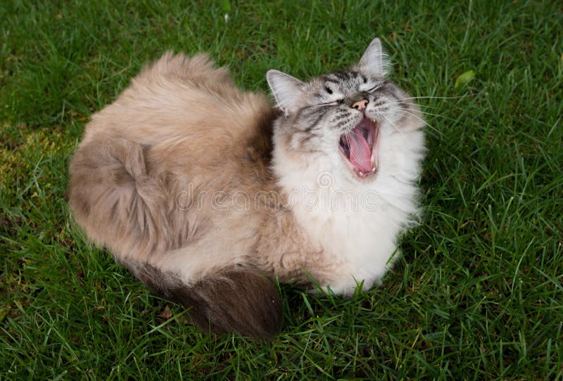 Ragdoll Cat Sitting Outdoors on Ein Gras-Rasen, Der Oben Der Kamera ...