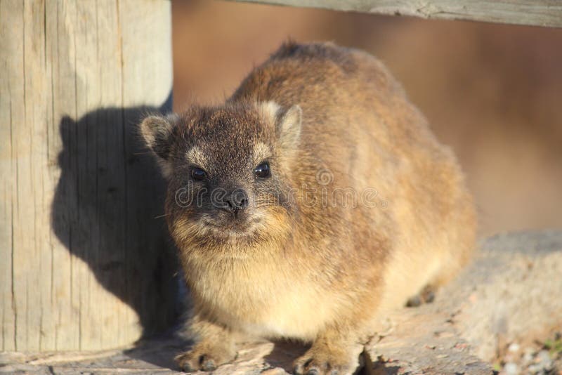 Zuidafrikaanse Kaap Hyrax (HYRACOIDEA PROCAVIIDAE C Stock Foto - Image ...