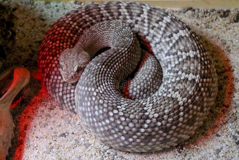 Zuidamerikaanse Ratelslang - Crotalus-witte Durissus, Giftig, Stock ...