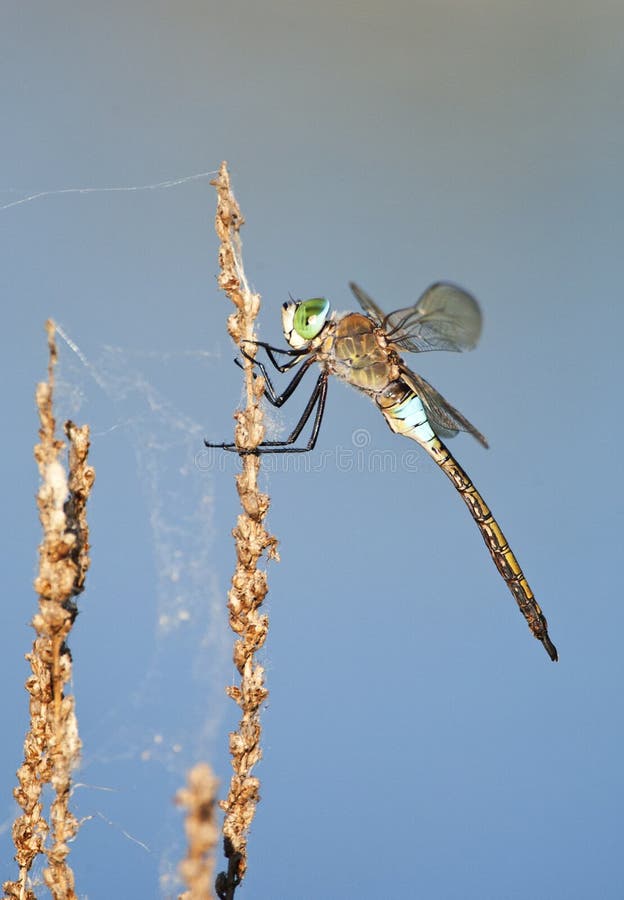 Zuidelijke Keizerlibel, Anax Parthenope, Lesser Emperor Stock Photo ...
