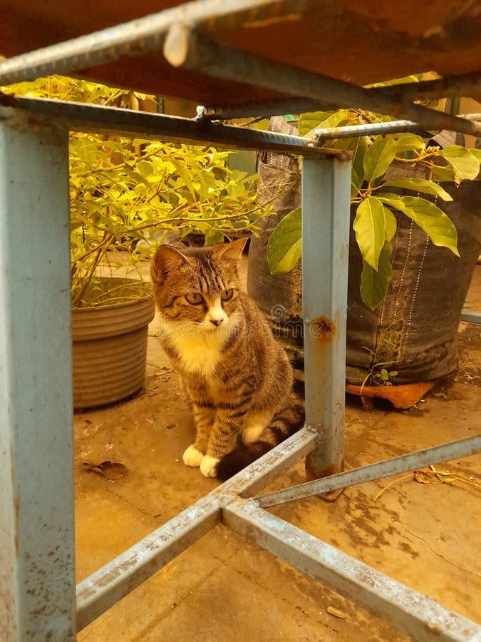 Zuma the little funny cat stock photo. Image of autumn - 261789024