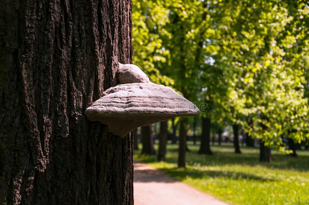 Zunderpilz stockfoto. Bild von pilz, wachstum, baum, betrieb - 32234928