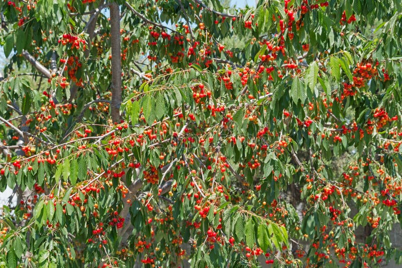 De Boom Van De Zure Kers In De Boomgaard Stock Afbeelding - Afbeelding ...