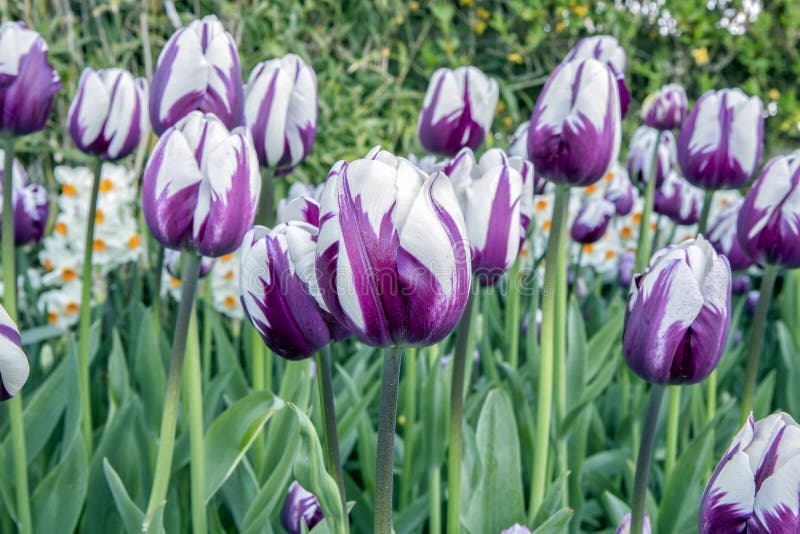 Zurel Tulips stock image. Image of tulips, summer, floral - 96324859