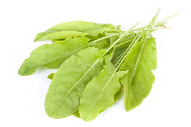 Zuring stock foto. Image of salade, achtergrond, plantaardig - 11830026