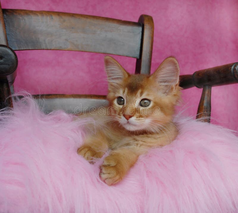 Zuring Somaliër stock afbeelding. Image of dier, stoel - 10245697