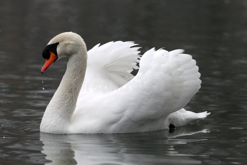 Zwaan stock afbeelding. Image of meer, vleugels, cygnus - 30422083