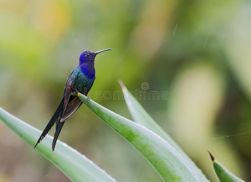 Zwaluwstaartkolibrie, Swallow-tailed Hummingbird, Eupetomena Macroura ...