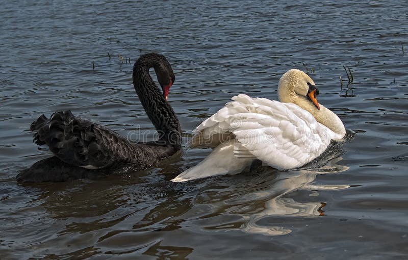 Zwanen stock afbeelding. Image of wild, water, elegant - 11983125