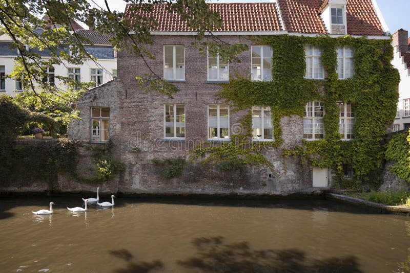 Zwemmende zwaan stock foto. Image of licht, zonsondergang - 12025080