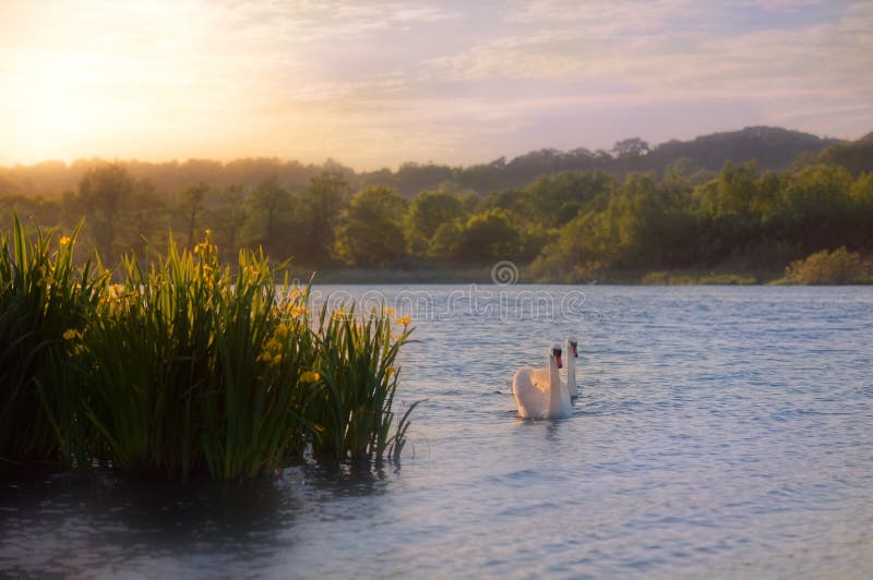 De Wilde Rode En Gele Palulu-bloem Van Installatieheliconia in Tropisch ...