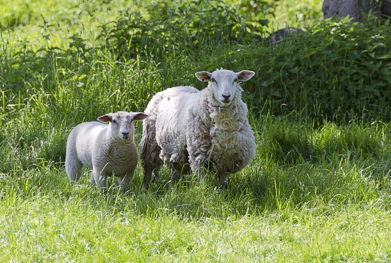 Zwangere Ooi Met Jonge Schapen Stock Afbeelding - Image of nakomelingen ...