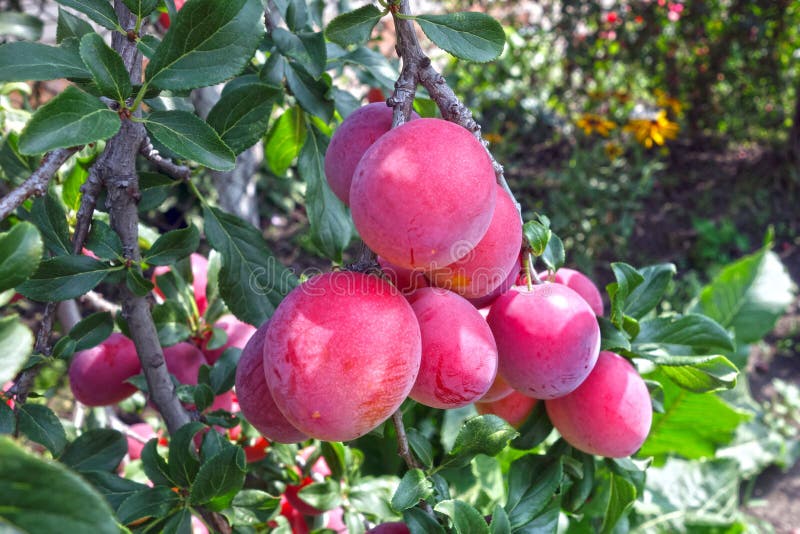 Meisje die een pruim eten stock foto. Image of menselijk - 43235714