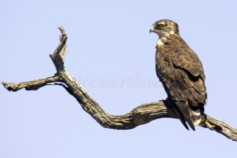 Zwart-chested Slang-Eagle (Circaetus-borstspier) Stock Foto - Image of ...
