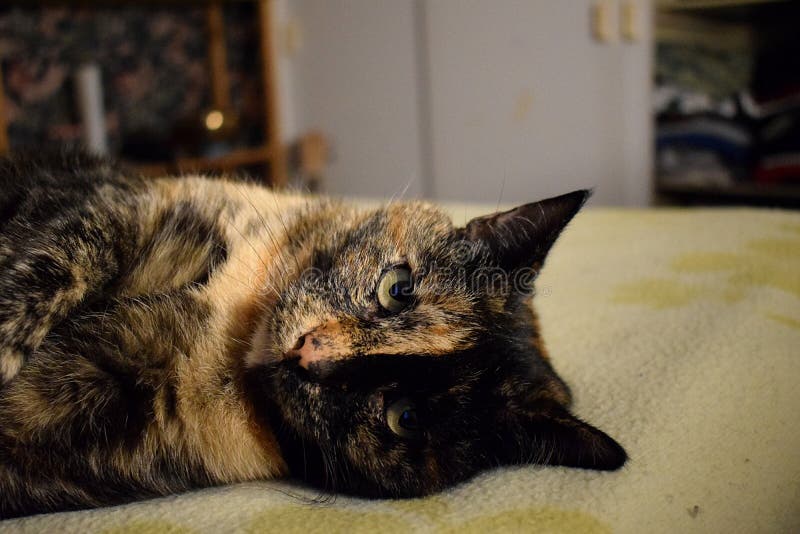 Zwart en bruine kat stock afbeelding. Image of vrees - 97412603