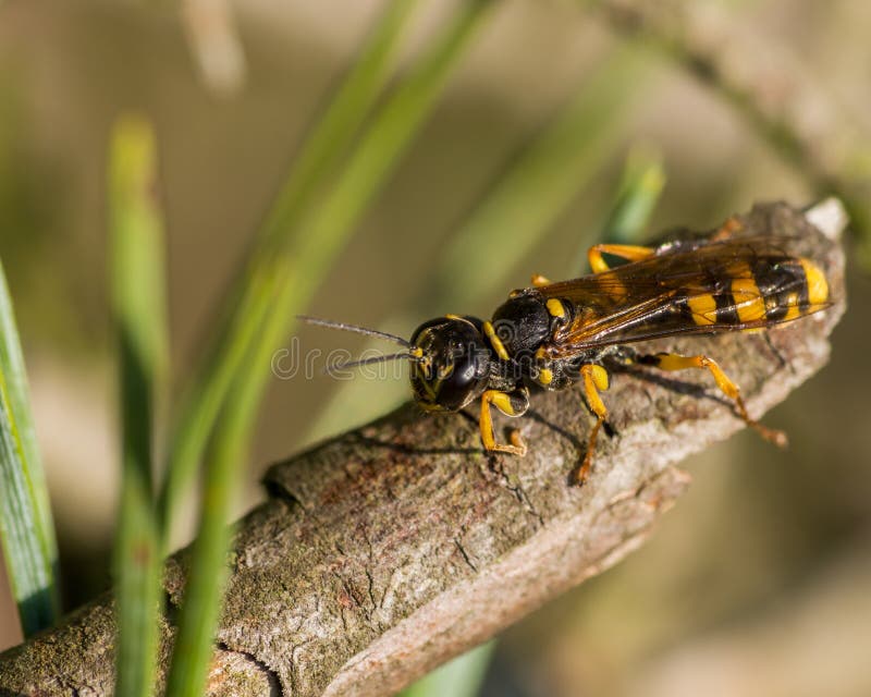 Zwart En Geel Gestreept Insect Stock Afbeelding - Image of insect ...
