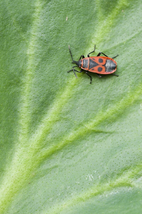 Rood Insect Op Een Groen Blad Stock Afbeelding - Image of sluit, groen ...