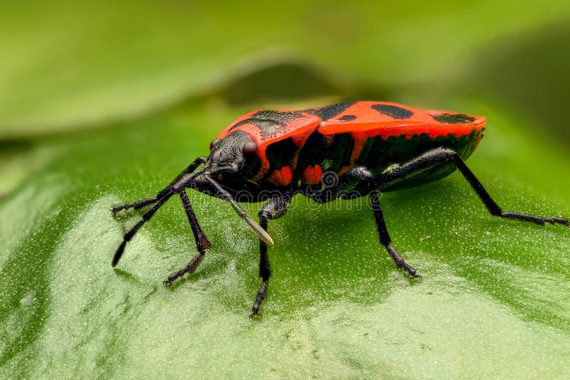 Zwart En Rood Insect, Lygaeus-equestris Stock Foto - Image of ...