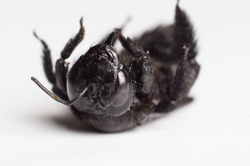 De Grote Zwarte Vliegende Insecten Die Van De Bijenkleur Op Een Takje ...