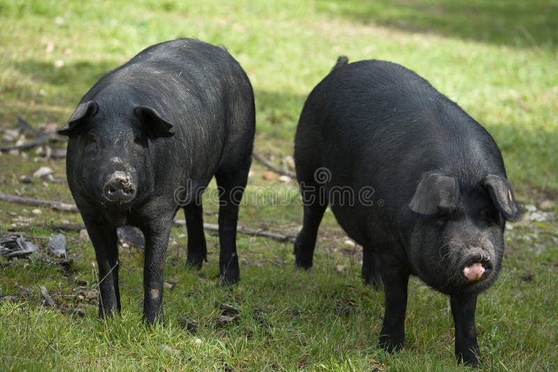 Zwart Iberisch Varken 2 stock foto. Image of rico, donker - 18571212