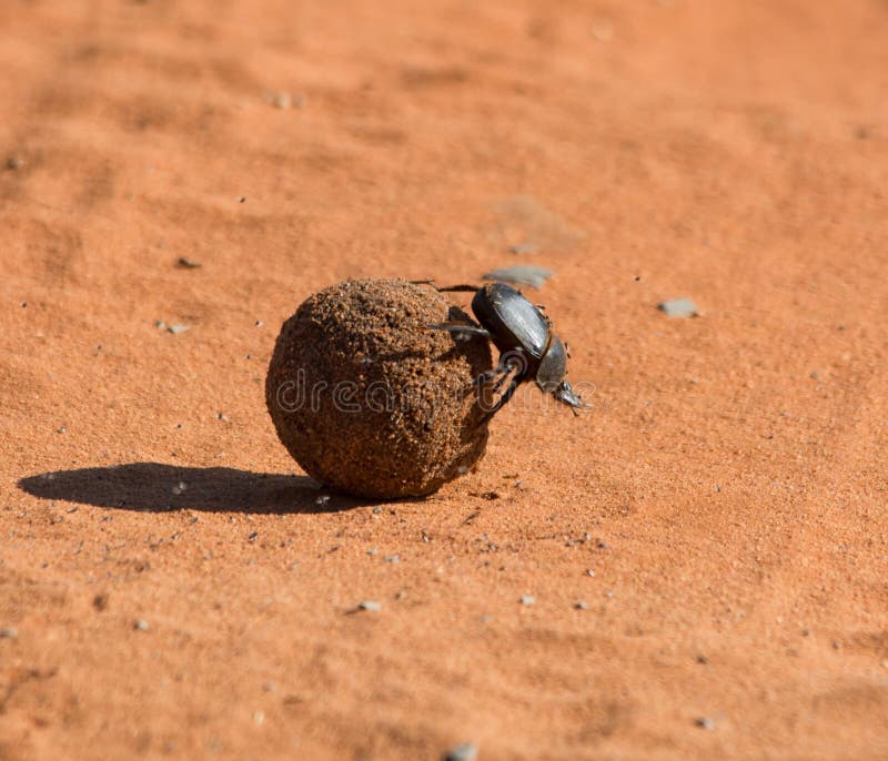 Dung Beetle Pushing Dungball Stock Foto - Image of spoor, uitwerpselen ...