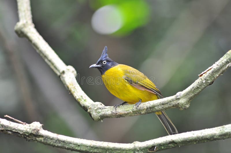 Zwart-kuif vogel Bulbul stock afbeelding. Image of thailand - 26535757
