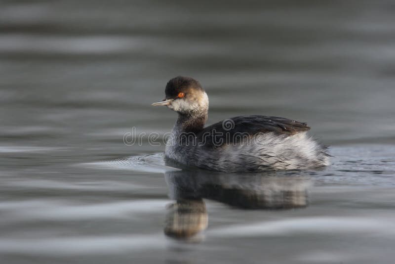 Fuut Met Rode Hals, Podiceps-grisegena Stock Foto - Image of dier ...