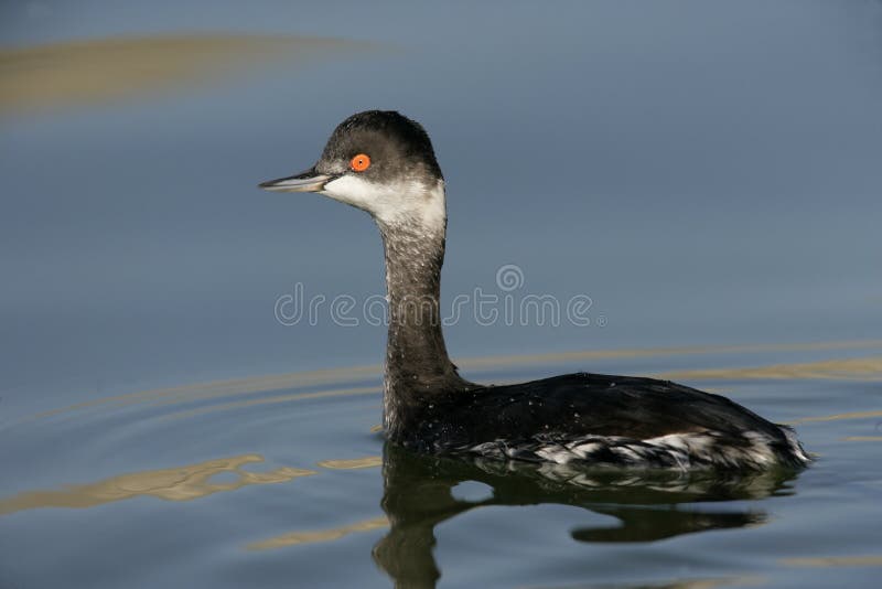 Fuut Met Rode Hals, Podiceps-grisegena Stock Foto - Image of dier ...