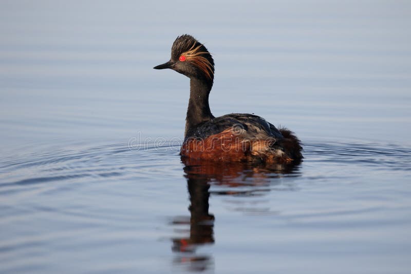 Fuut Met Rode Hals, Podiceps-grisegena Stock Foto - Image of dier ...