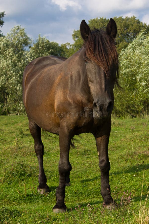 Het bruine paard eet gras stock foto. Image of gebied - 28912648