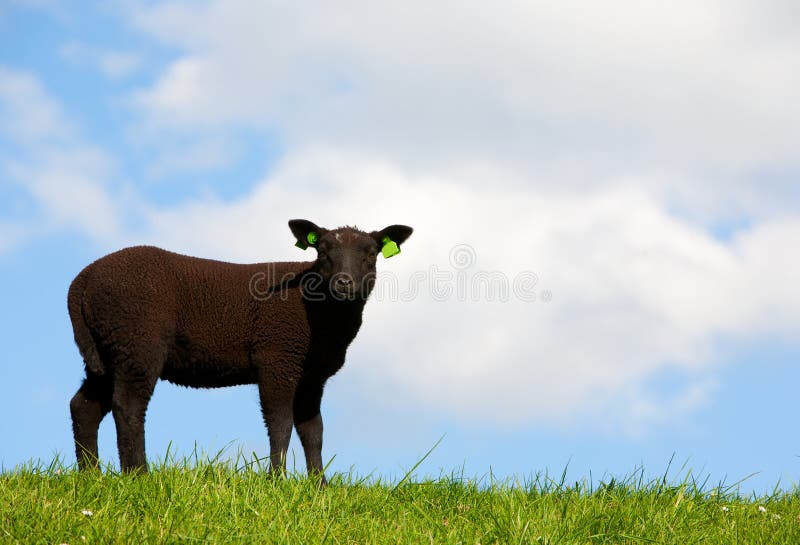 Zwarte Schapen Op Het Gebied Stock Foto - Image of schapen, kijken ...