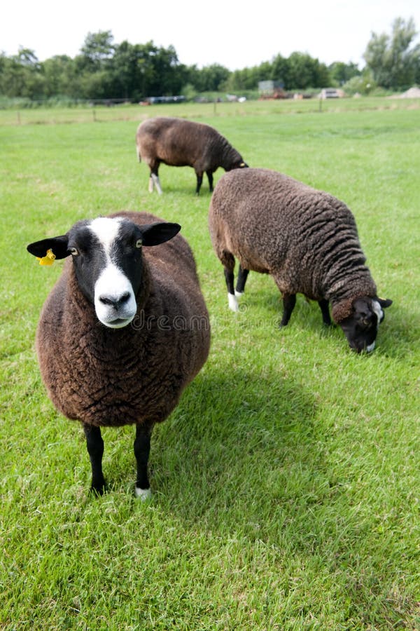 Een Bruin Zeldzaam Schaap Van Het Ras Zwartbles Stock Afbeelding ...