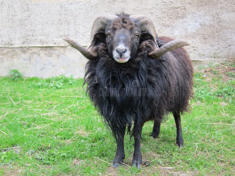 Zwart schapen stock foto. Image of zwart, duitsland, klein - 62197636