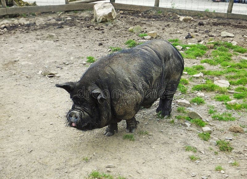 Een Groot Rood Varken Van Het Duroc Ras Voedt Biggetjes Het Concept ...