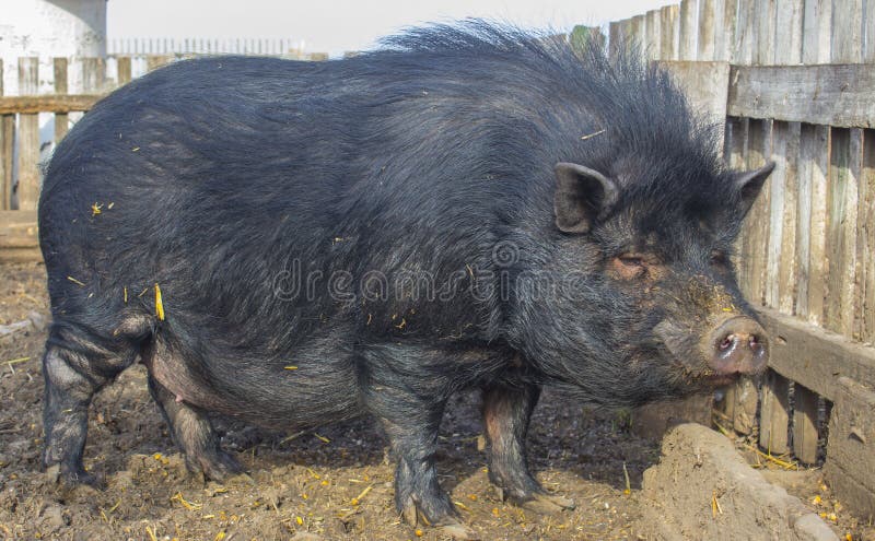 1,126 Dik Varken Foto's - gratis en royaltyvrije stockfoto's uit Dreamstime