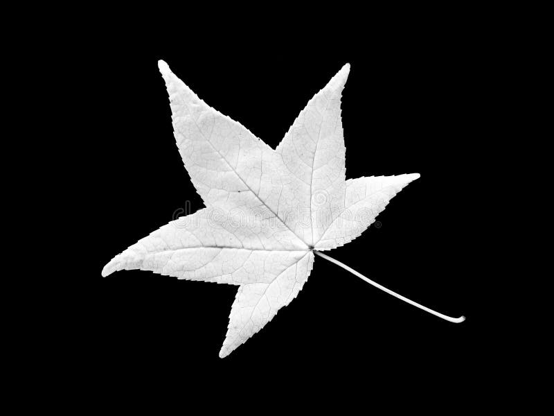 Zwart-wit Blad stock foto. Image of gebladerte, esdoorn - 38115898