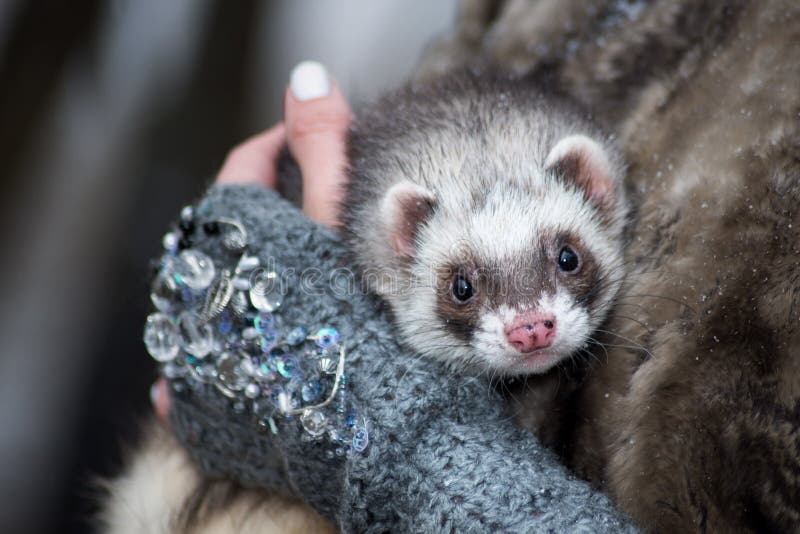 Het eten van bruin fret stock afbeelding. Afbeelding bestaande uit ...