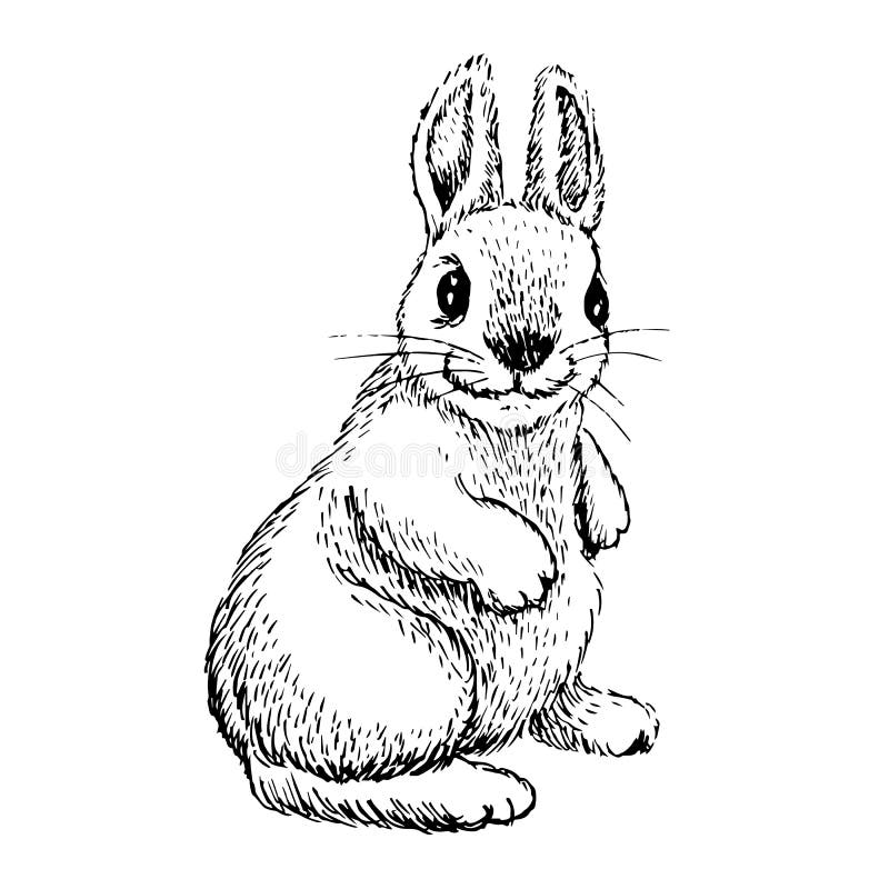 Het Konijn Van De Handtekening Vector Illustratie - Illustration of ...