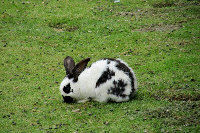 Zwart-wit Konijn Op Het Groene Gras Stock Afbeelding - Image of ...